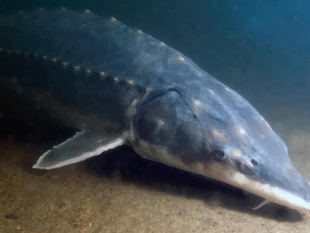 Caviar,American Caviar,American Sturgeon,Atlantic Sturgeon,Sustainable ...